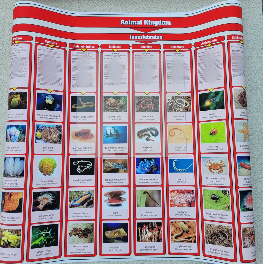 Animal Kingdom Chart (invertebrates) | Invertebrates Chart | the Animal ...