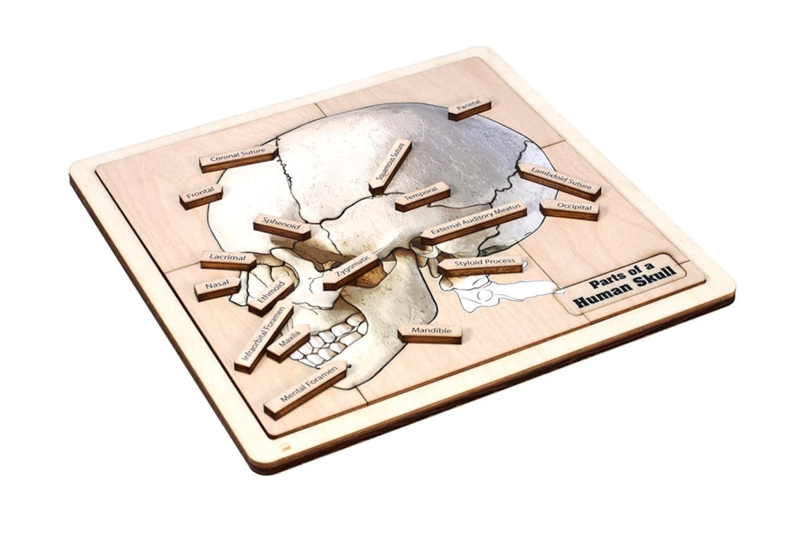 Parts of a Human Skull Puzzle With Nomenclature Cards (3-6 ...