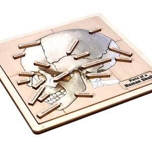 Parts of a Human Skull Puzzle With Nomenclature Cards (3-6 ...