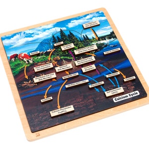 Parts of a Phosphorus Cycle Puzzle | Montessori Materials | Montessori ...