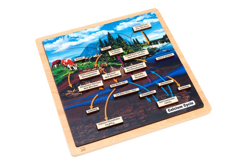 Parts of a Phosphorus Cycle Puzzle Montessori Materials Montessori ...