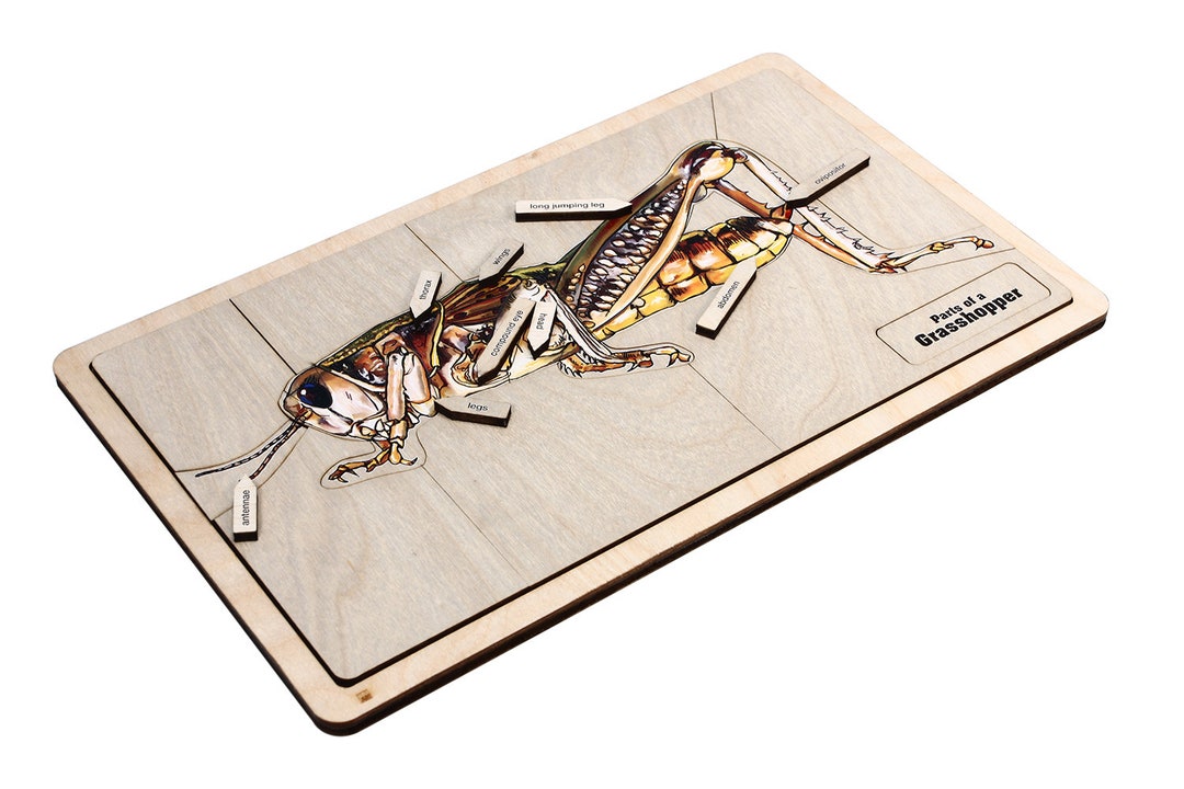Parts of a Grasshopper Puzzle | Montessori Materials | Montessori ...