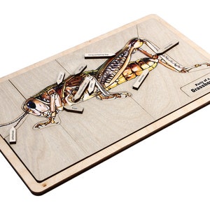 Parts of a Grasshopper Puzzle | Montessori Materials | Montessori ...
