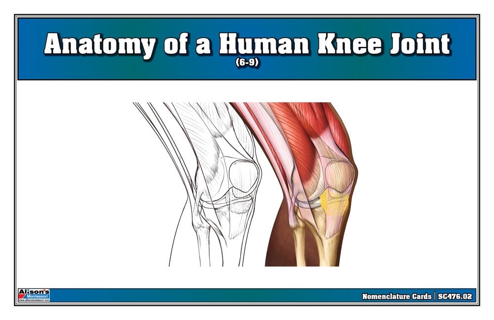 Anatomy of a Human Knee Joint Puzzle With Nomenclature Cards 6-9 ...
