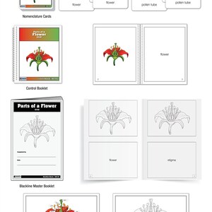 Parts of a Flower Puzzle With Nomenclature Cards (printed) (3-6 ...