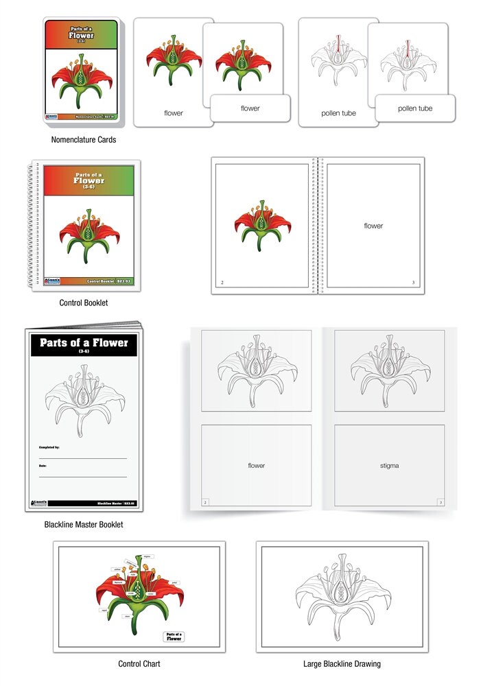Parts of a Flower Puzzle With Nomenclature Cards (printed) (3-6 ...