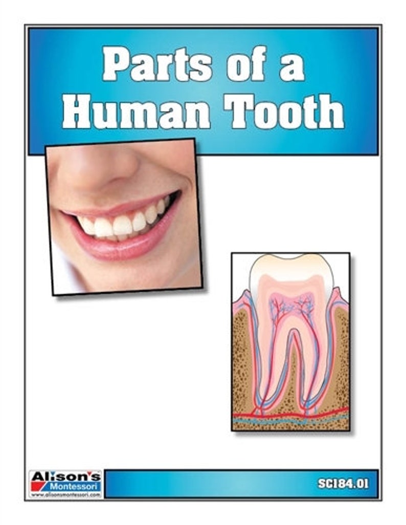 Parts of a Human Tooth Puzzle With Nomenclature Cards 3-6 Montessori ...