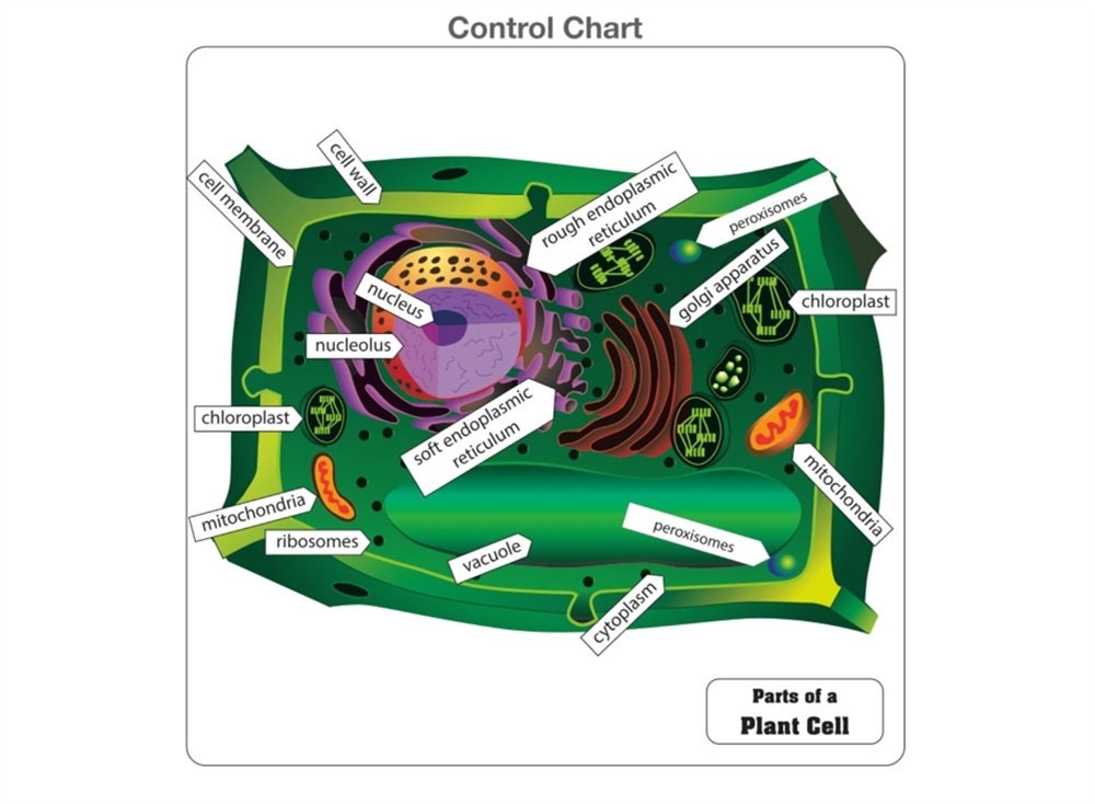 Parts of a Plant Cell Puzzle With Nomenclature Cards 6-9 Montessori ...