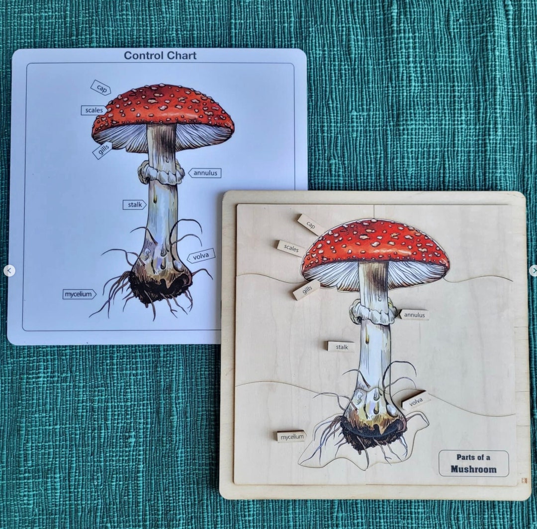 Montessori Parts of a Mushroom Puzzle | Montessori Botany Materials ...