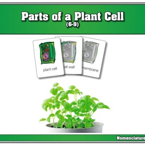 Parts of a Plant Cell Puzzle With Nomenclature Cards (6-9) | Montessori ...