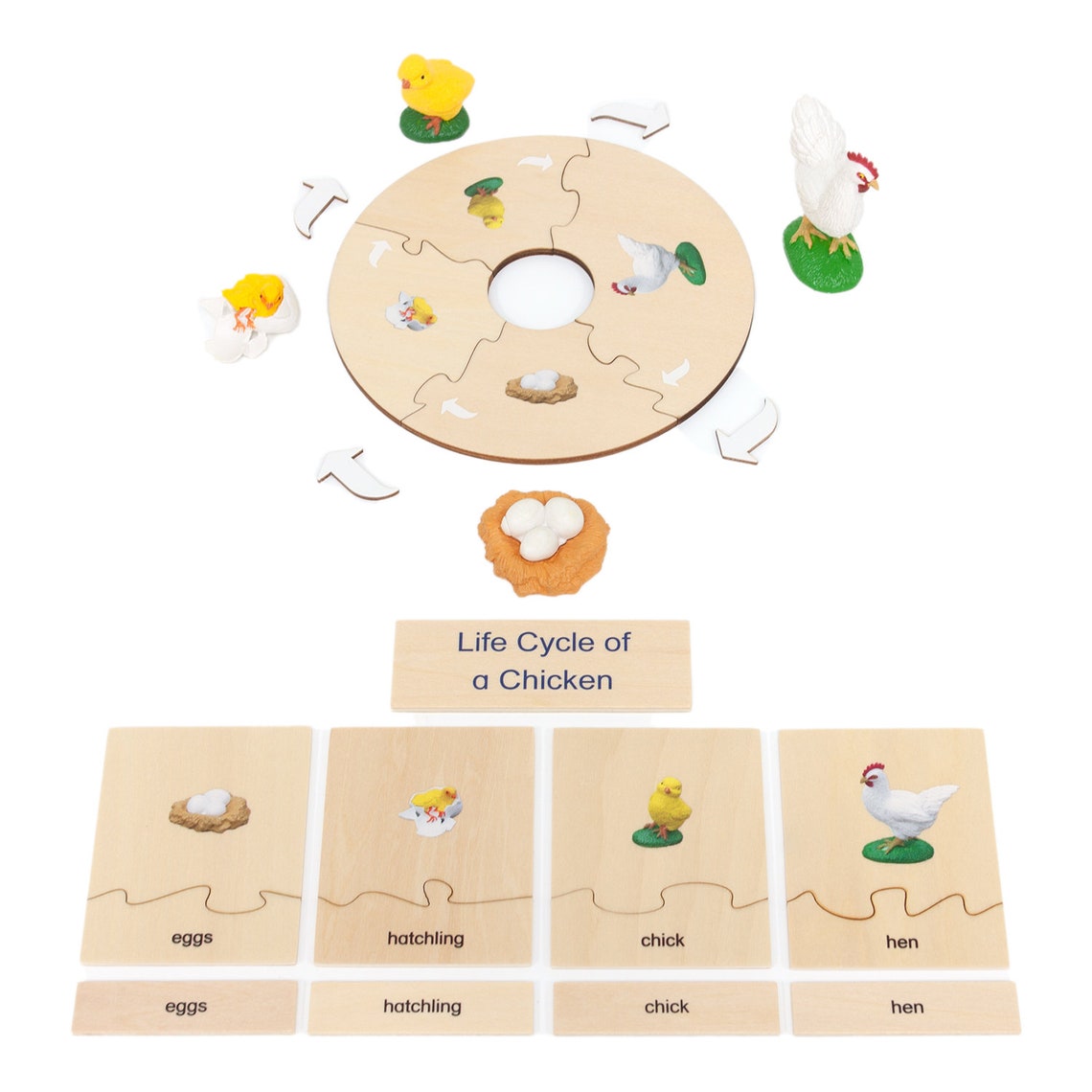 Life Cycle Set of a Chicken Montessori Life Cycle Chicken Life Cycle ...