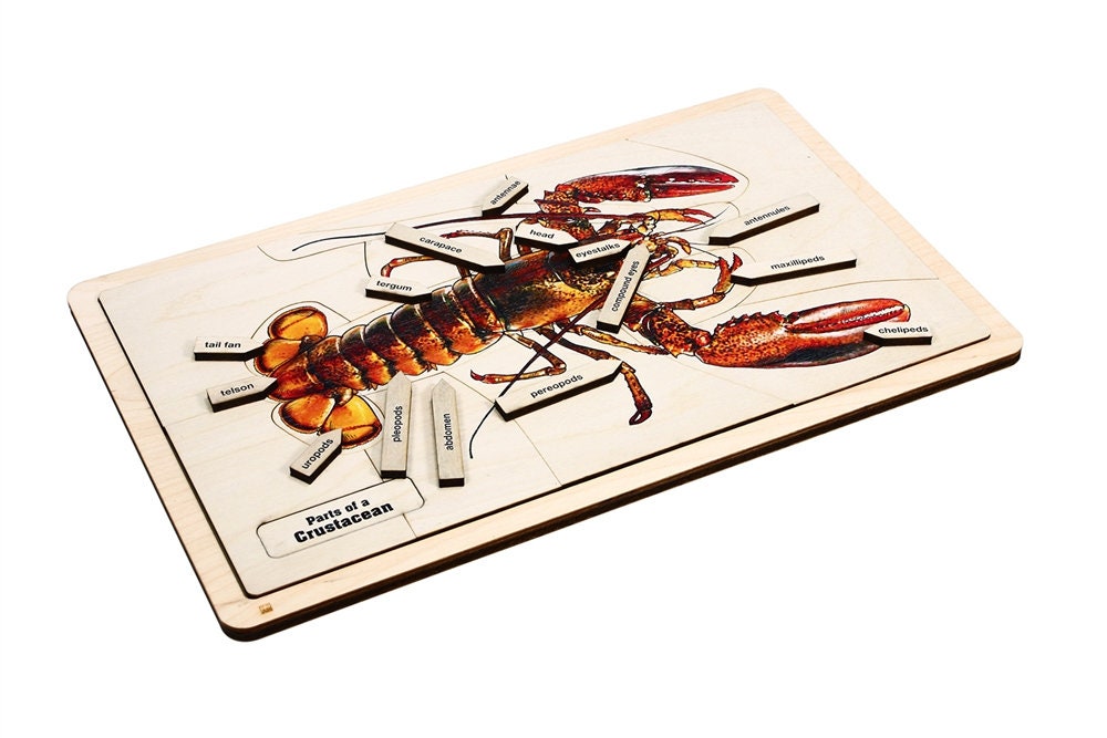 Parts of a Crustacean Puzzle With Nomenclature Cards 6-9 printed ...