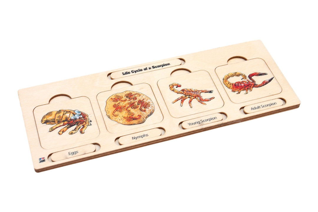 Wooden Life Cycle of a Scorpion Puzzle | Montessori Puzzle | Homeschool ...