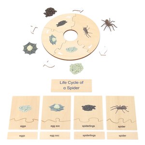 Life Cycle Set of a Spider - Montessori Life Cycle - Spider Life Cycle ...