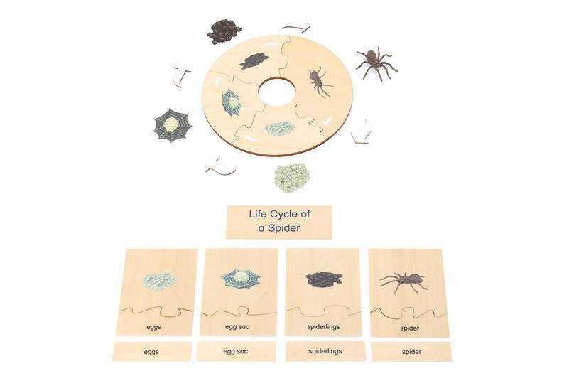 Life Cycle Set of a Spider Montessori Life Cycle Spider - Etsy