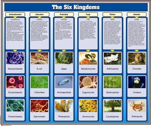 The Six Kingdoms Chart Complete Set | the Six Kingdoms Printable ... The Six Kingdoms Chart Complete Set | the Six Kingdoms Printable ...