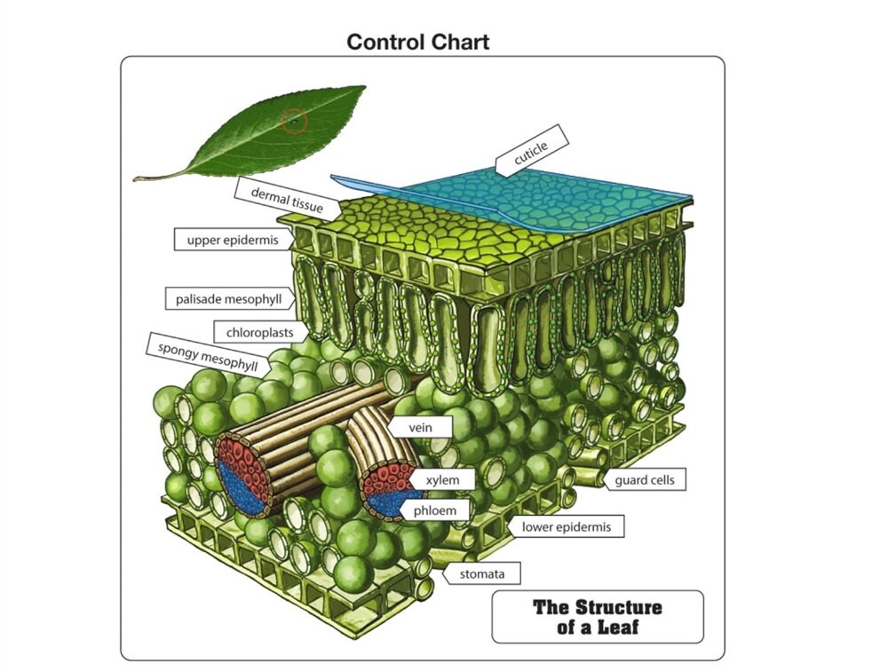 The Structure of a Leaf Puzzle With Nomenclature Cards (printed) (6-9 ...