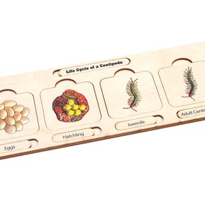 Wooden Life Cycle of a Centipede Puzzle | Montessori Materials ...