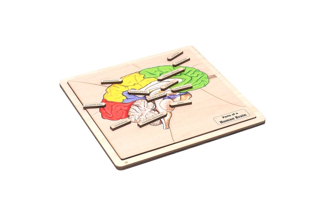 Parts of a Human Brain Puzzle With Nomenclature Cards (6-9 ...