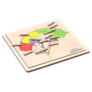 Parts of a Human Brain Puzzle With Nomenclature Cards (6-9 ...