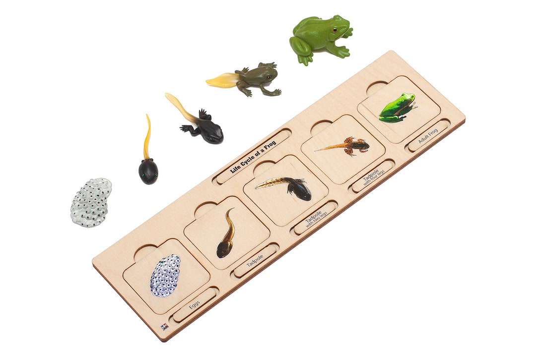 Wooden Life Cycle Set: Frog | Montessori Puzzles | Wooden Puzzles ...