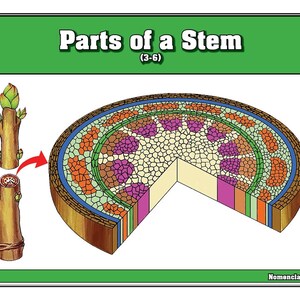 Parts of a Stem Puzzle With Nomenclature Cards (printed) (3-6 ...