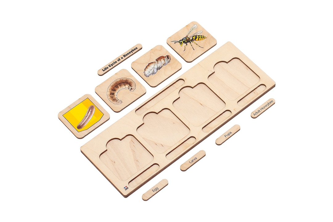 Wooden Life Cycle of a Bee Puzzle | Life Cycle Learning | Zoology ...
