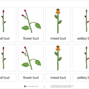 Types of Buds With Nomenclature Cards 3-6 (printed) | Montessori ...