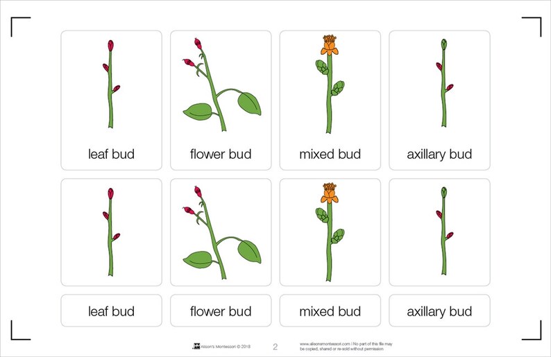 Types of Buds With Nomenclature Cards 3-6 (printed) | Montessori ...