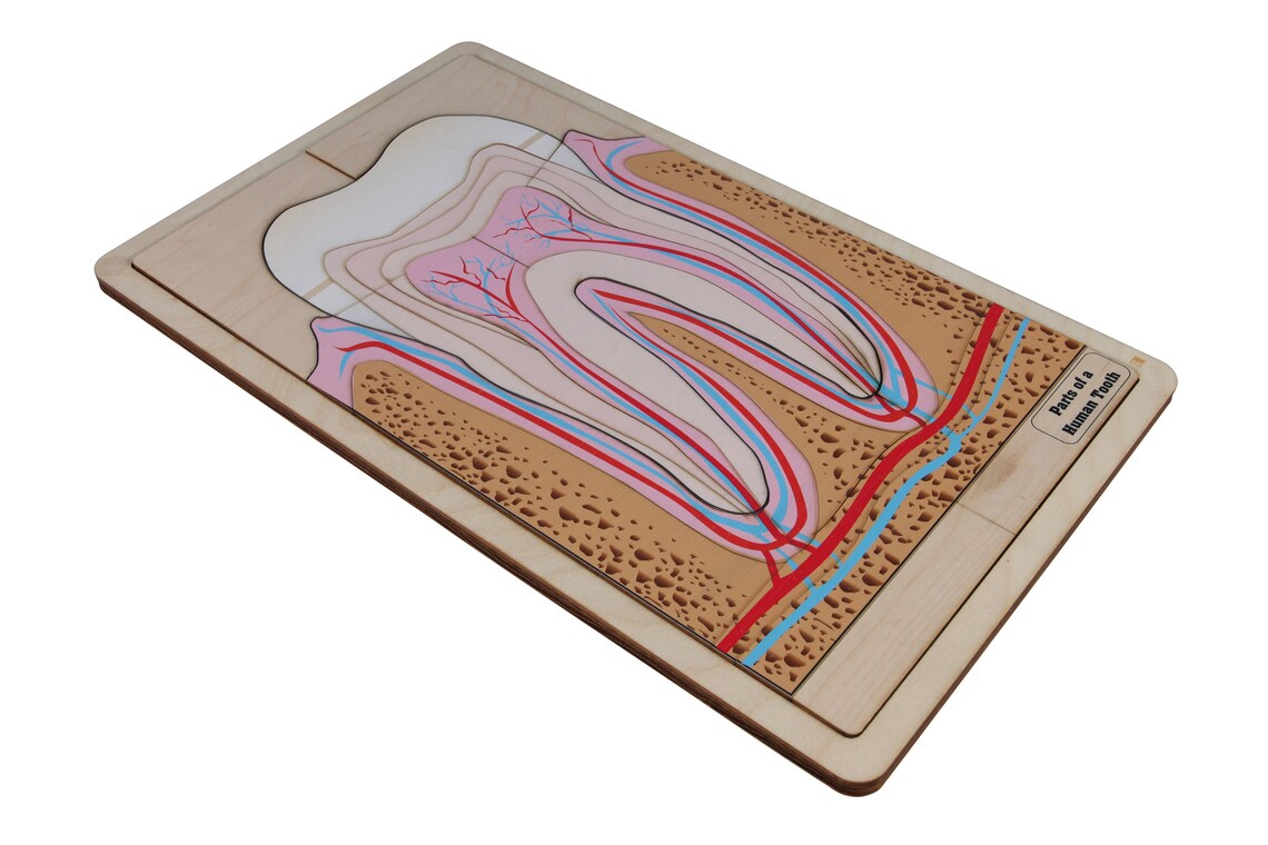 Parts of a Tooth Puzzle Montessori Learning Toys Wooden | Etsy