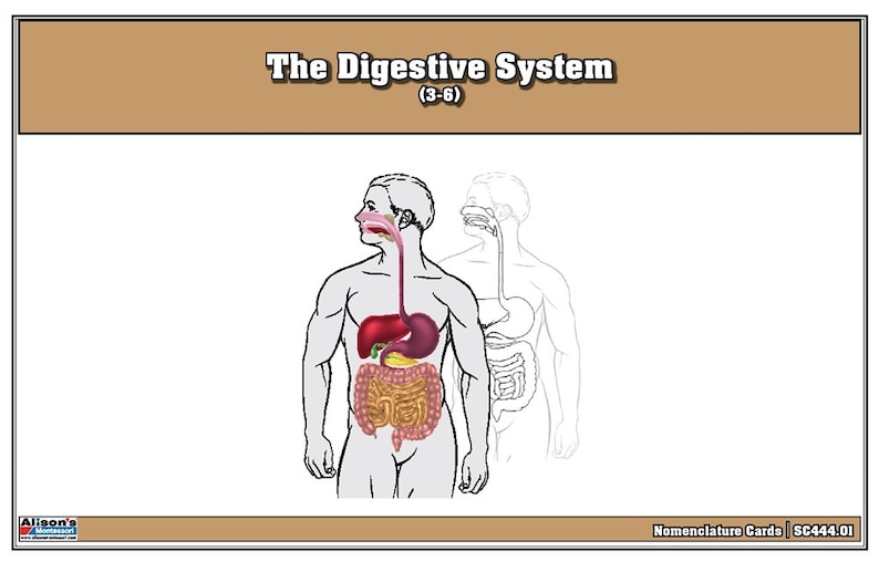 The Digestive System Puzzle With Nomenclature Cards (3-6) | Montessori ...