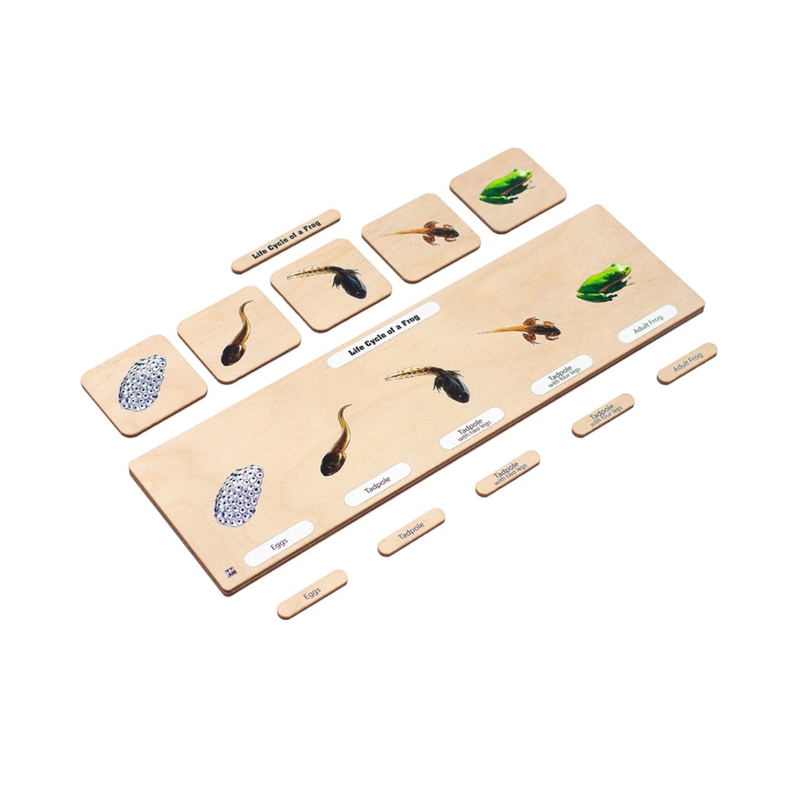 Wooden Life Cycle of a Frog Puzzle Montessori Materials Homeschool ...