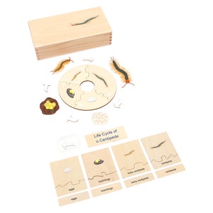 Life Cycle Set of a Centipede - Montessori Life Cycle - Centipede Life ...