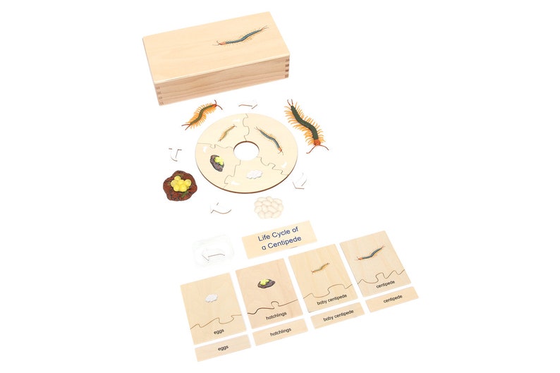 Life Cycle Set of a Centipede - Montessori Life Cycle - Centipede Life ...