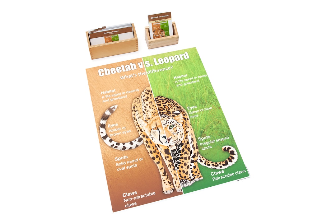 Cheetah Vs Leopard Chart With Cards | Montessori Materials | Montessori ...