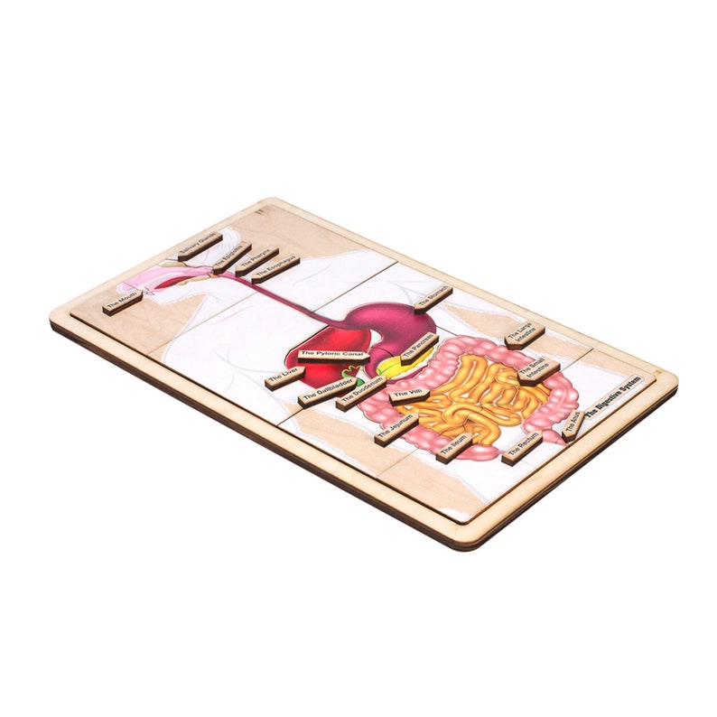 The Digestive System Puzzle - Human Digestive System - Montessori Human ...