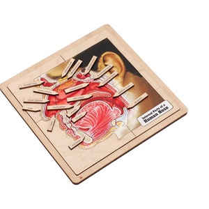 Internal Parts of a Human Nose Puzzle With Nomenclature Cards (6-9 ...