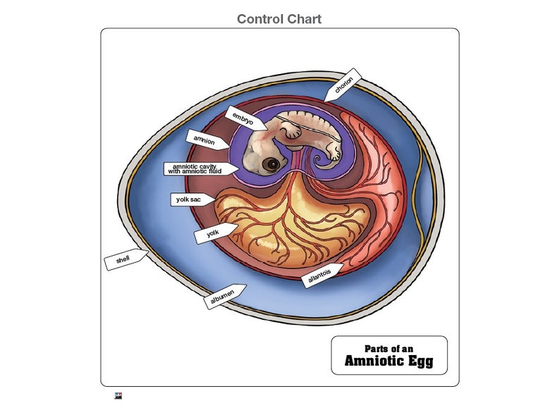 Parts of an Amniotic Egg Puzzle With Nomenclature Cards (6-9) (printed ...