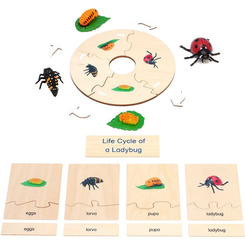 Life Cycle Set of a Ladybug - Montessori Life Cycle - Ladybug Life ...