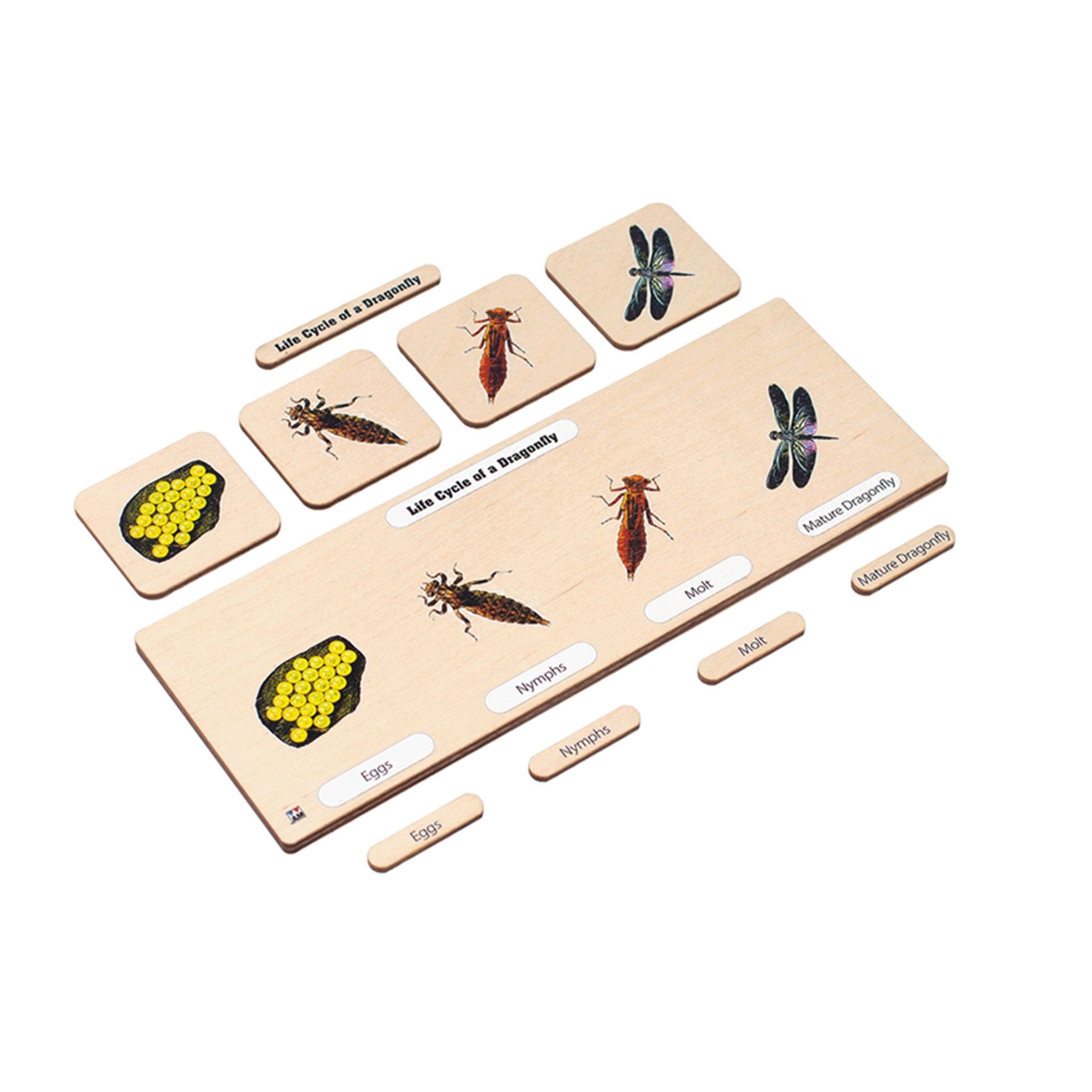 Wooden Life Cycle of a Dragonfly Puzzle Montessori Materials Homeschool ...