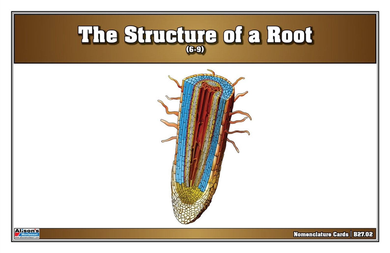 The Structure of a Root Puzzle With Nomenclature Cards - Etsy