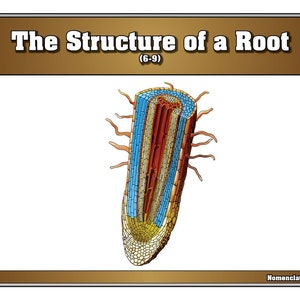 The Structure of a Root Puzzle With Nomenclature Cards (printed) (6-9 ...