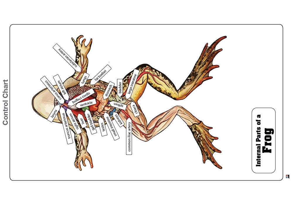 Internal Parts of a Frog Puzzle With Nomenclature Cards (3-6) (printed ...