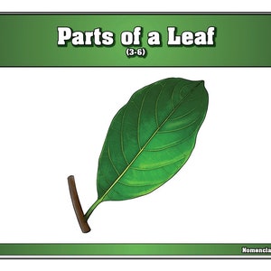 Parts of a Leaf Puzzle With Nomenclature Cards (printed) (3-6 ...