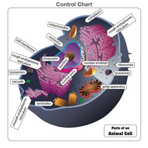 Parts of an Animal Cell Puzzle With Nomenclature Cards (3-6 ...