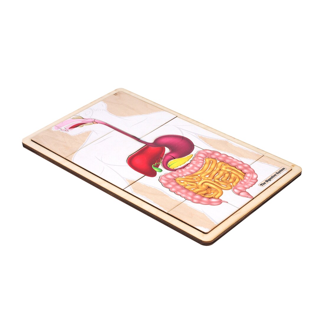 The Digestive System Puzzle - Human Digestive System - Montessori Human ...