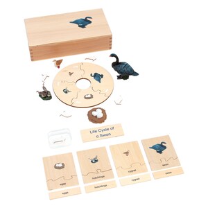 Life Cycle Set of a Swan - Montessori Life Cycle - Swan Life Cycle ...