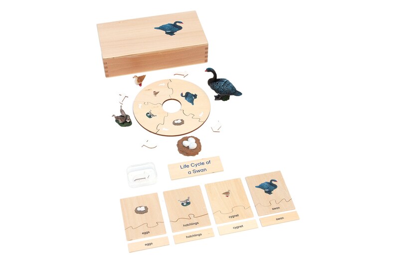 Life Cycle Set of a Swan Montessori Life Cycle Swan Life - Etsy