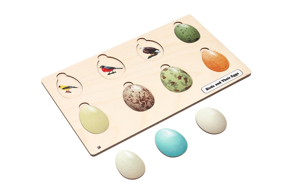 Birds and Their Eggs Complete Set | Montessori Materials | Zoology ...