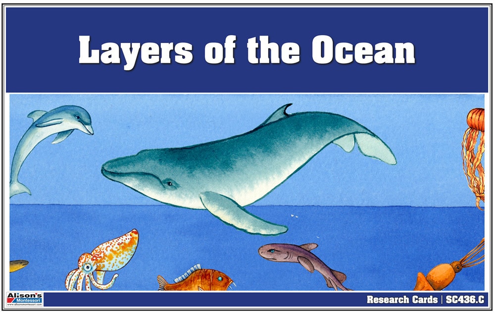 Layers of the Ocean Educational Chart | Printable Montessori Marine ...